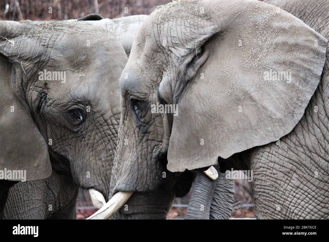 elephant head closeup eye and ears pair of elephants head face stock ...