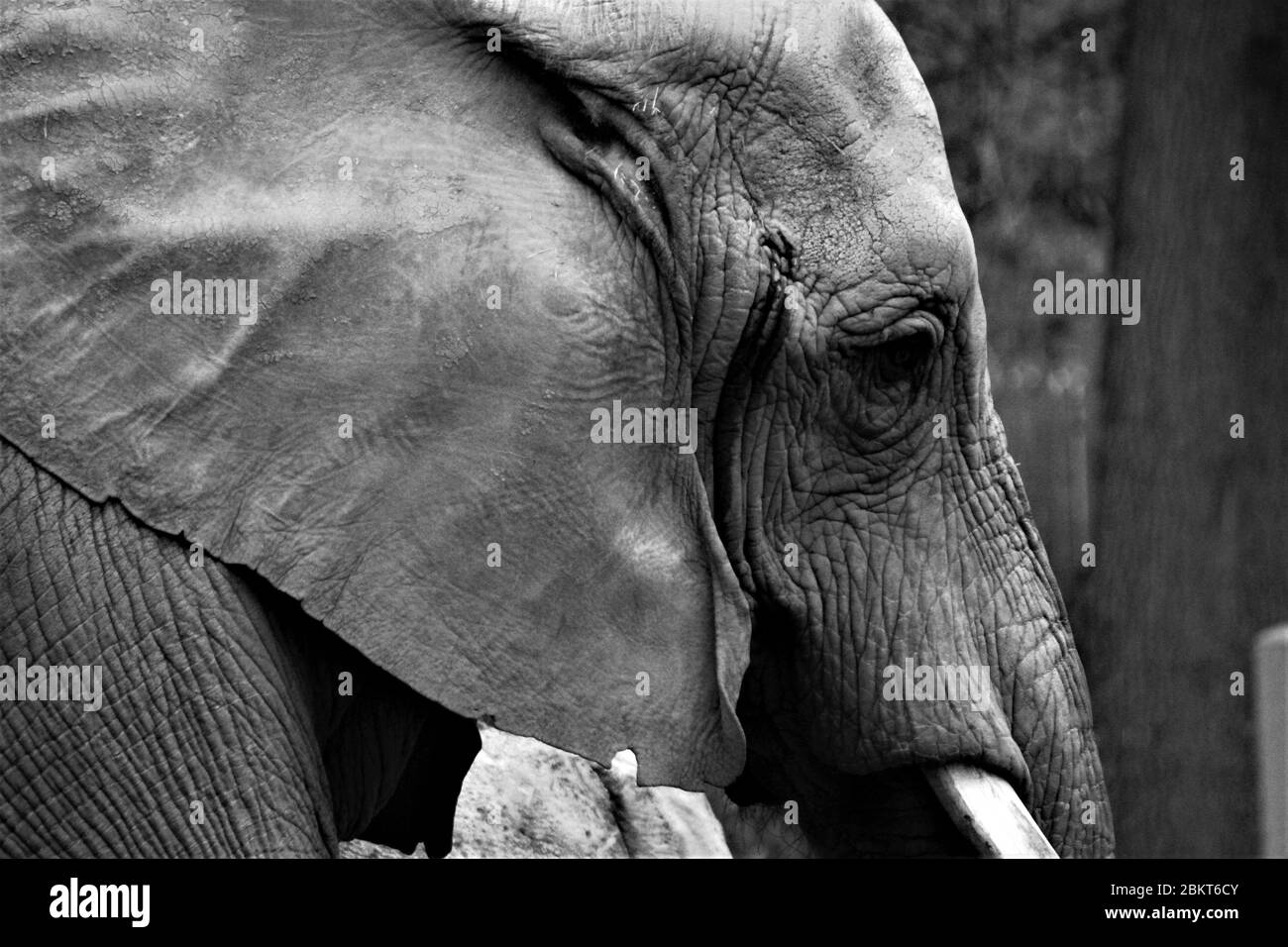 elephant head closeup eye and ears pair of elephants head face stock ...