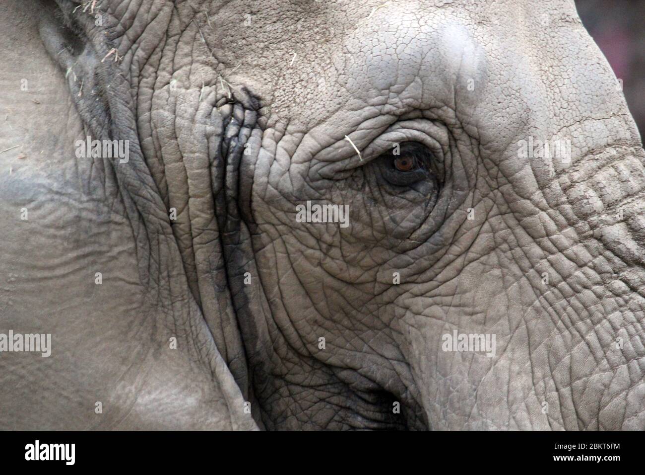 elephant head closeup eye and ears pair of elephants head face stock ...