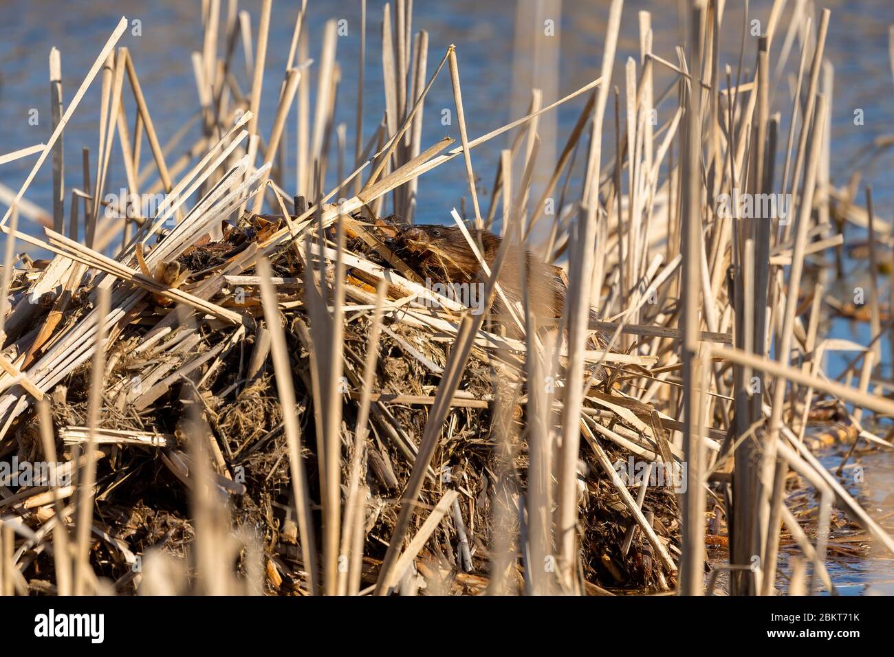 Mouse rat parks hi-res stock photography and images - Alamy