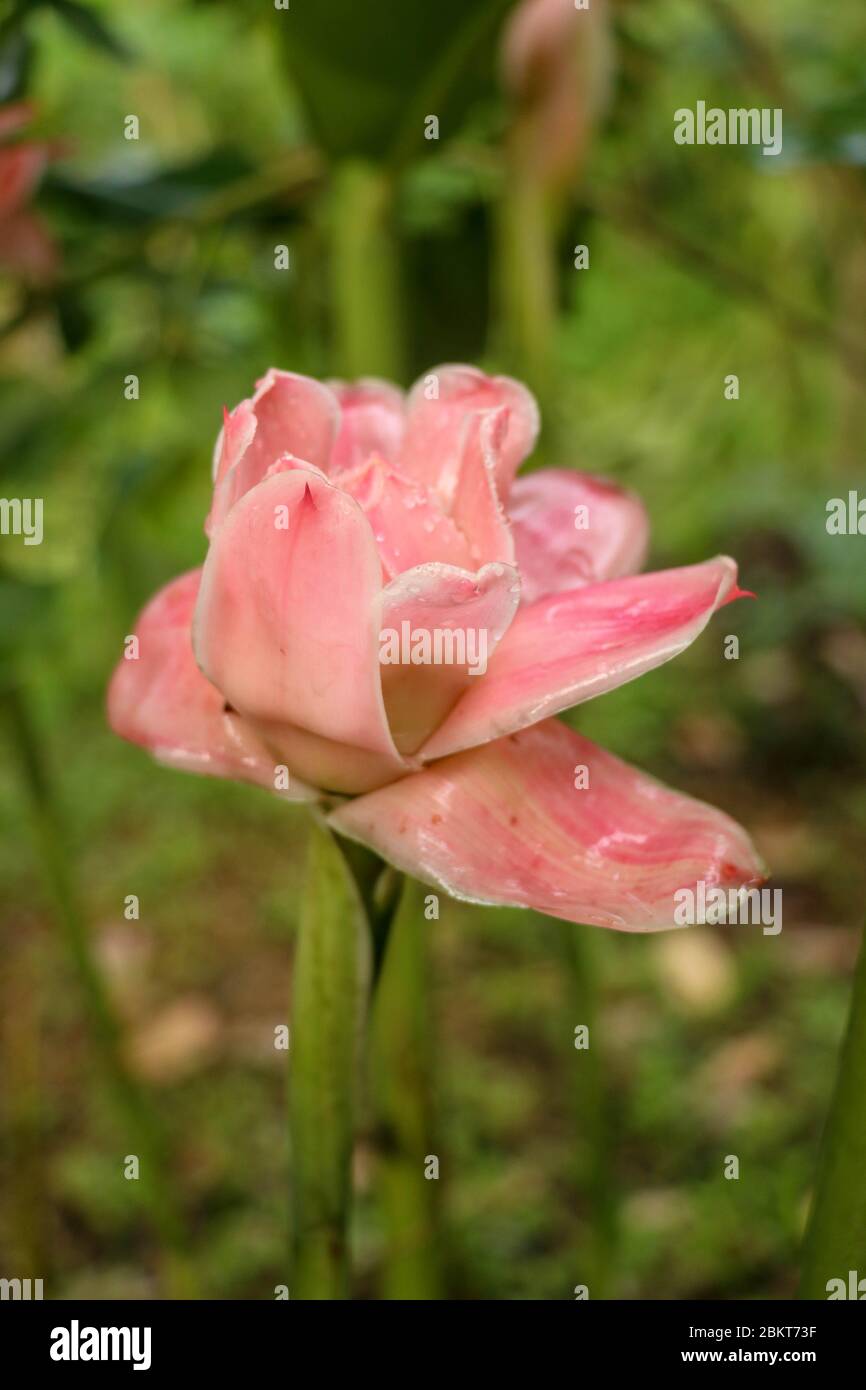 Etlingera elatior is a species of herbaceous perennial plant. Botanical ...