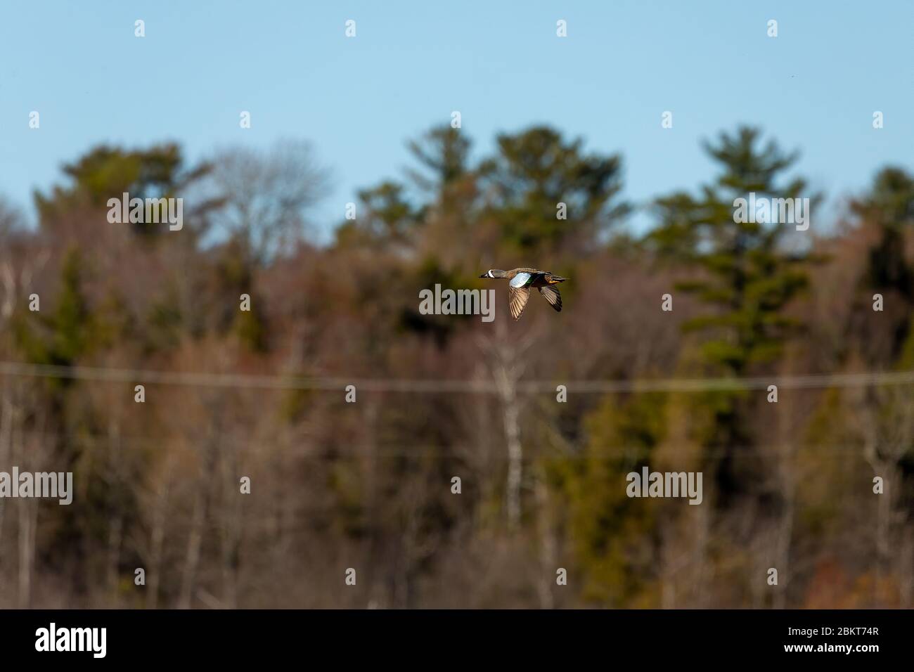 The blue-winged teal (Spatula discors) in flight Stock Photo - Alamy