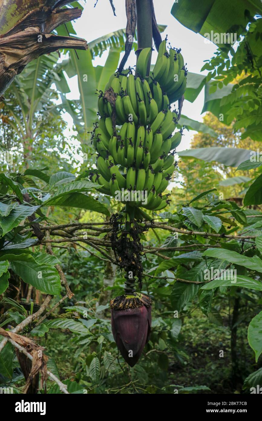 A bunch of green bananas ripens on a palm tree in a tropical garden on ...