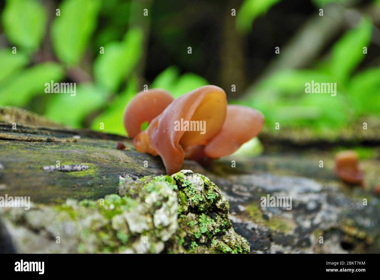 Jew’s ear fungus growing on a fallen tree in the woods Stock Photo - Alamy