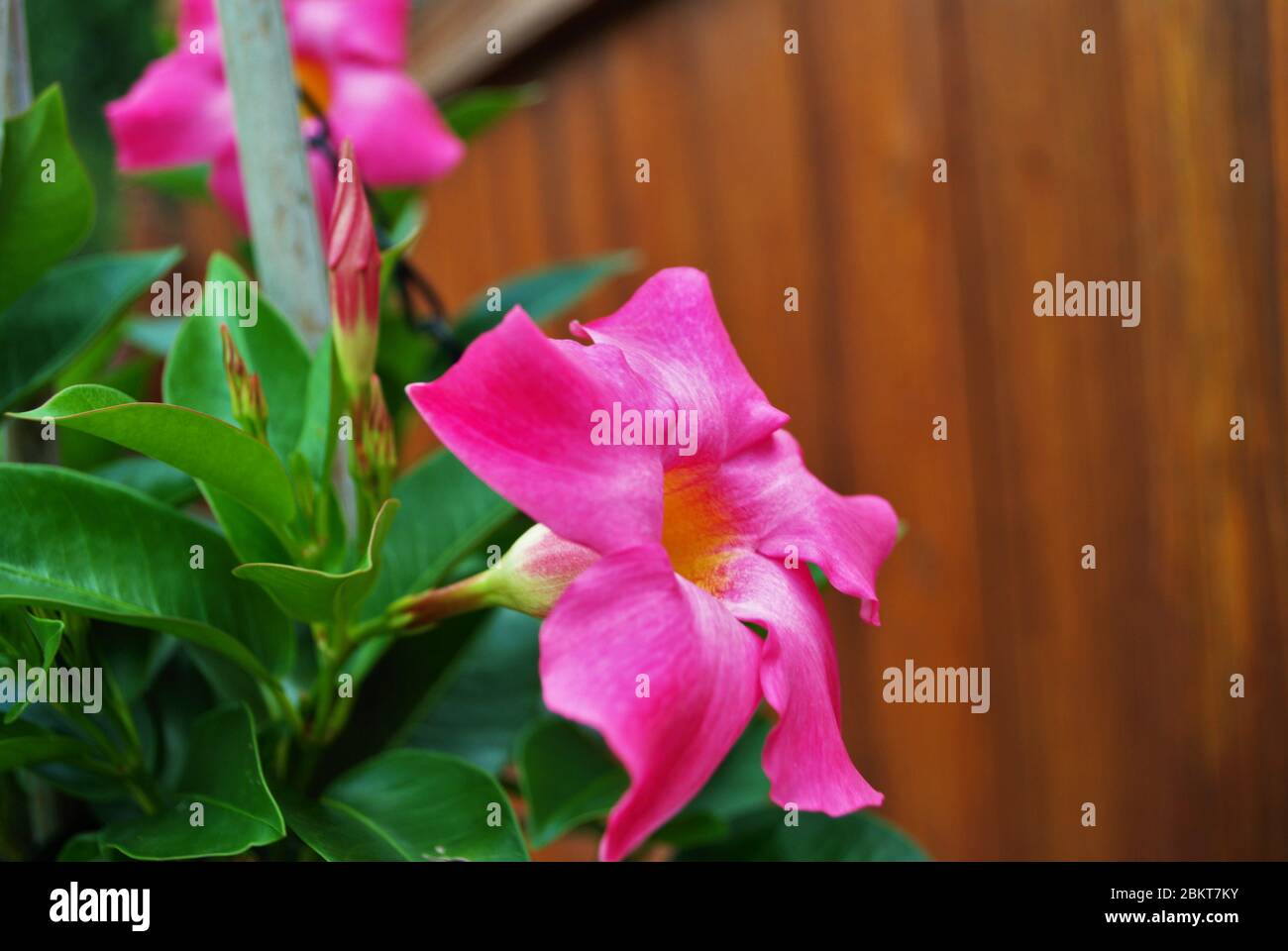 Rock trumpet hi-res stock photography and images - Alamy