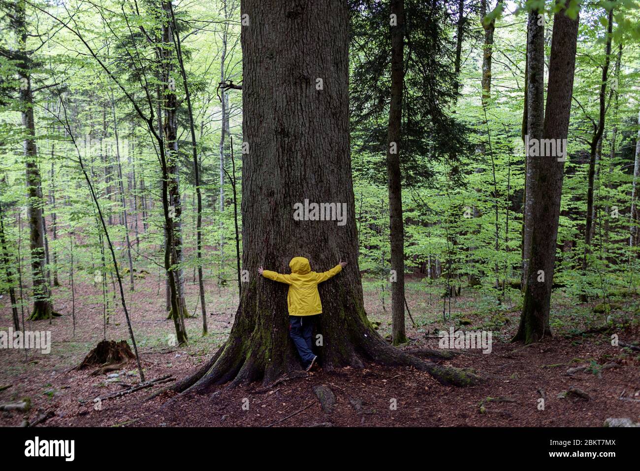 Boy hugging tree trunk Stock Photo - Alamy