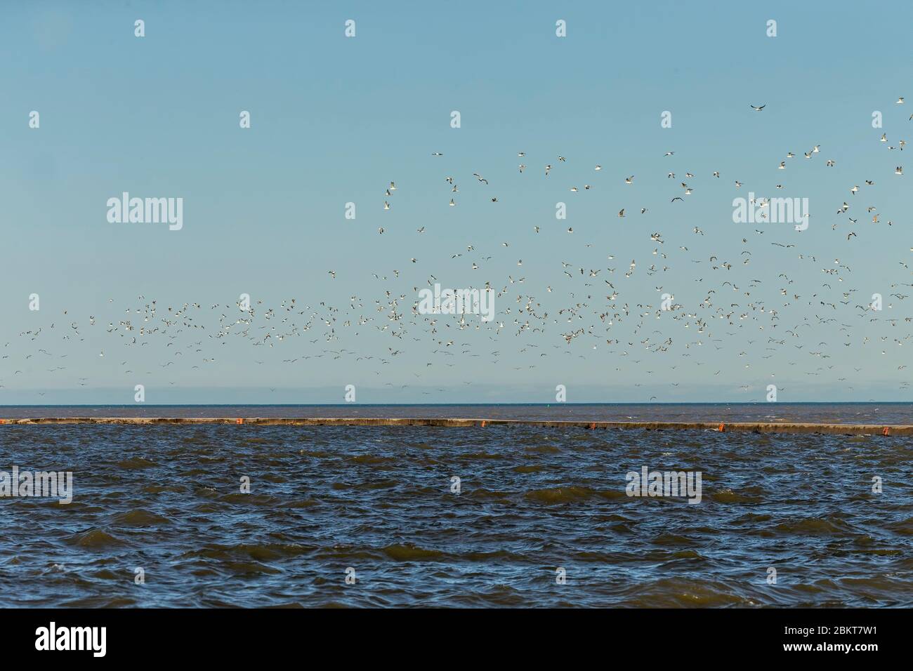 Gulls fly over lake hi-res stock photography and images - Alamy