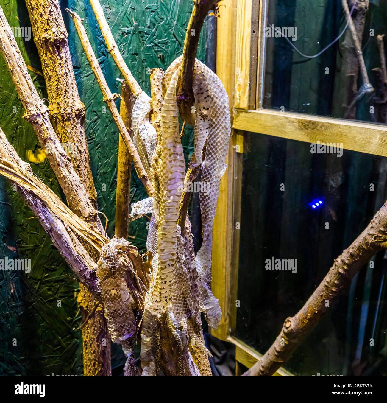 the skin moults of a mexican king snake hanging on a branch, ecdysis ...