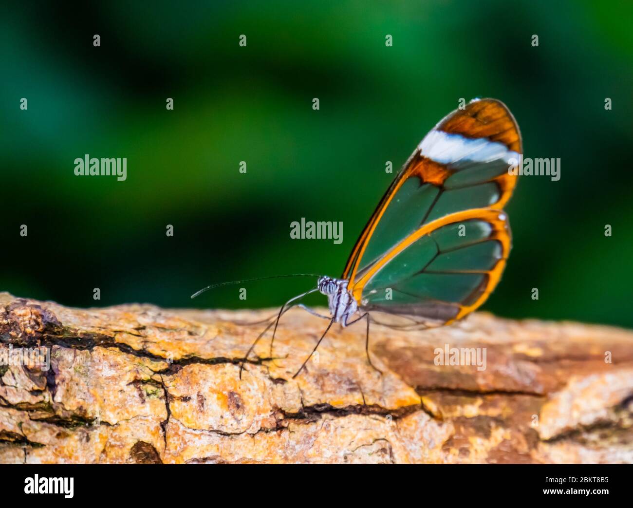 beautiful closeup of a glasswing butterfly, tropical insect specie from ...