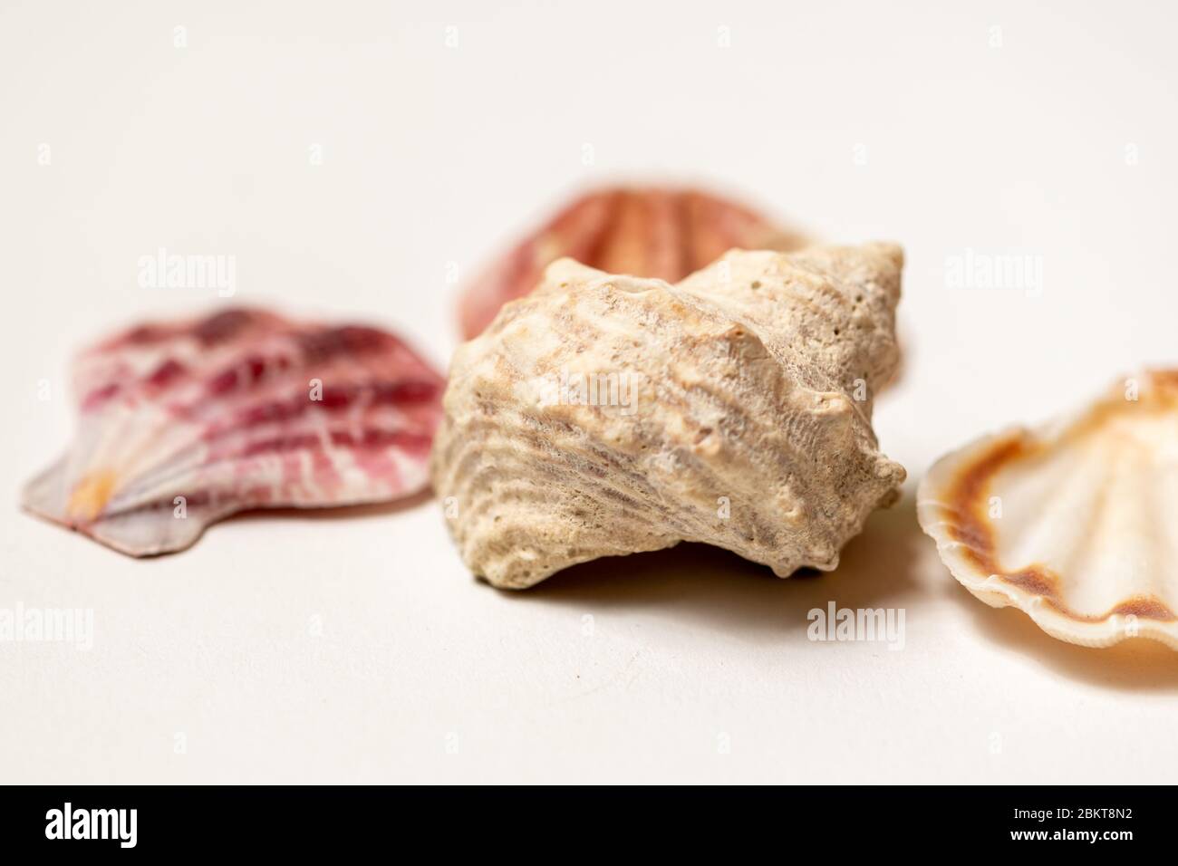 Beautiful colorful sea shells on white background Stock Photo - Alamy
