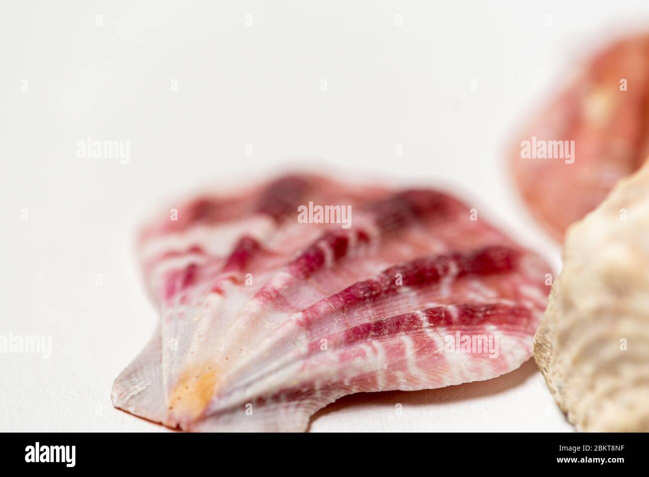 Beautiful colorful sea shells on white background Stock Photo - Alamy