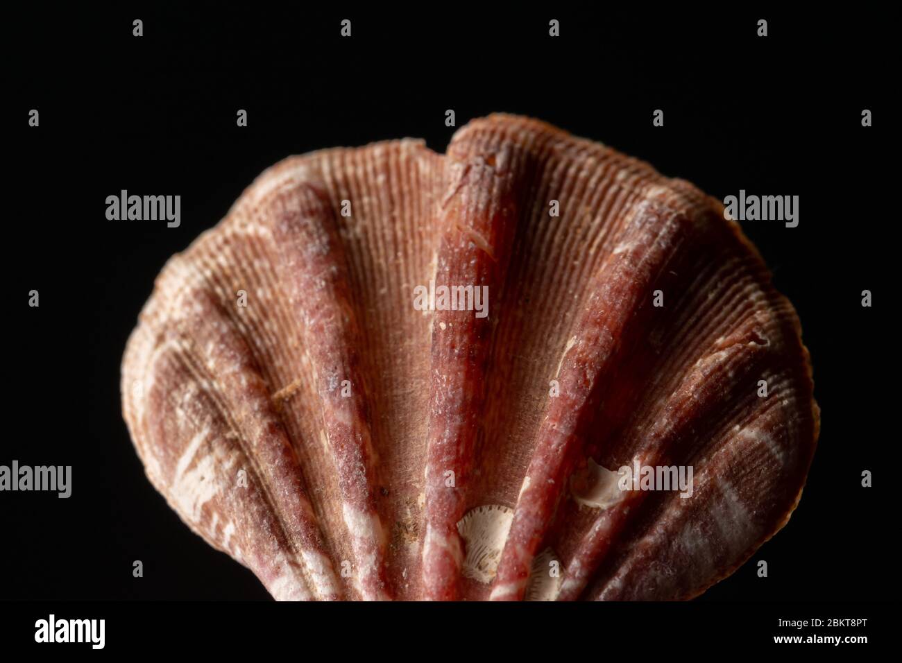 Beautiful black color hi-res stock photography and images - Alamy