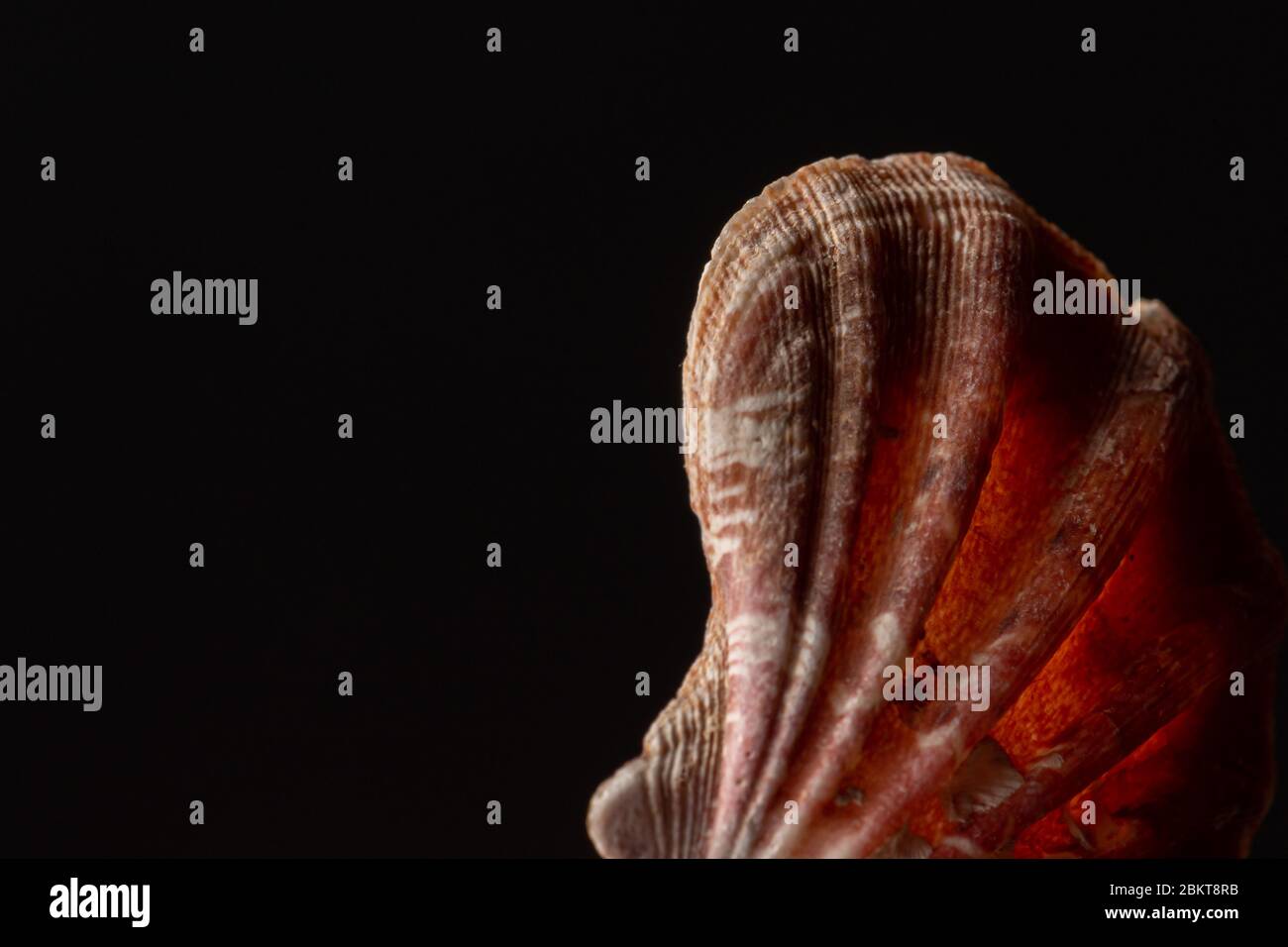 Beautiful sea shell close up on black background Stock Photo - Alamy