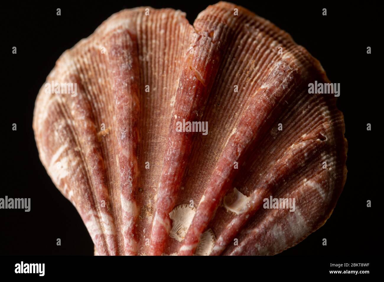Black sea shell hi-res stock photography and images - Alamy