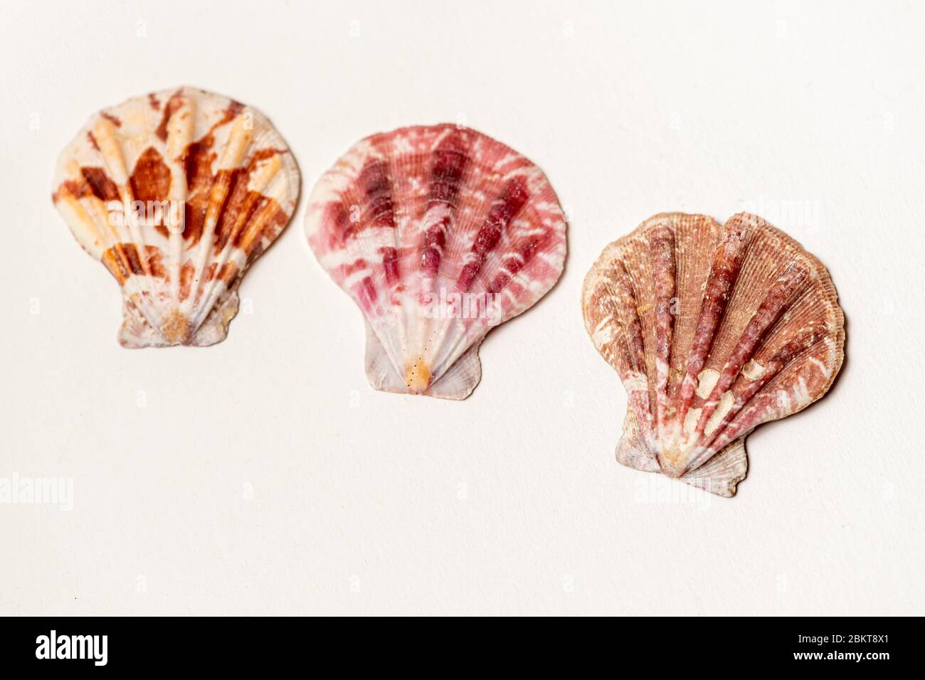 Beautiful colorful sea shells on white background Stock Photo - Alamy