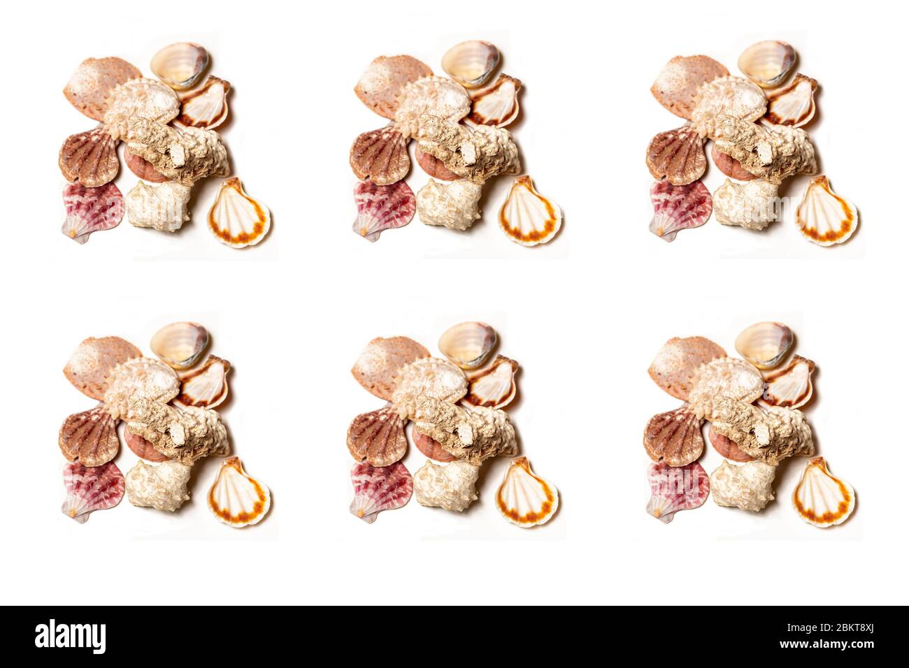 Sea shells pattern hi-res stock photography and images - Alamy