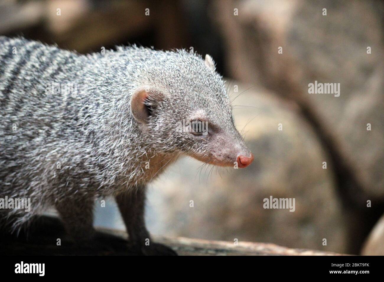 banded mongoose closeup portrait native from Sahel to Southern Africa ...