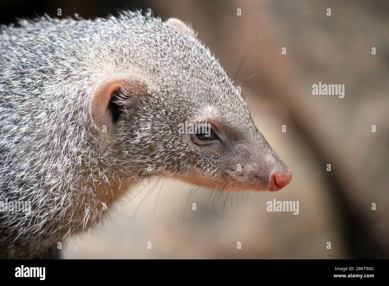 banded mongoose closeup portrait native from Sahel to Southern Africa ...