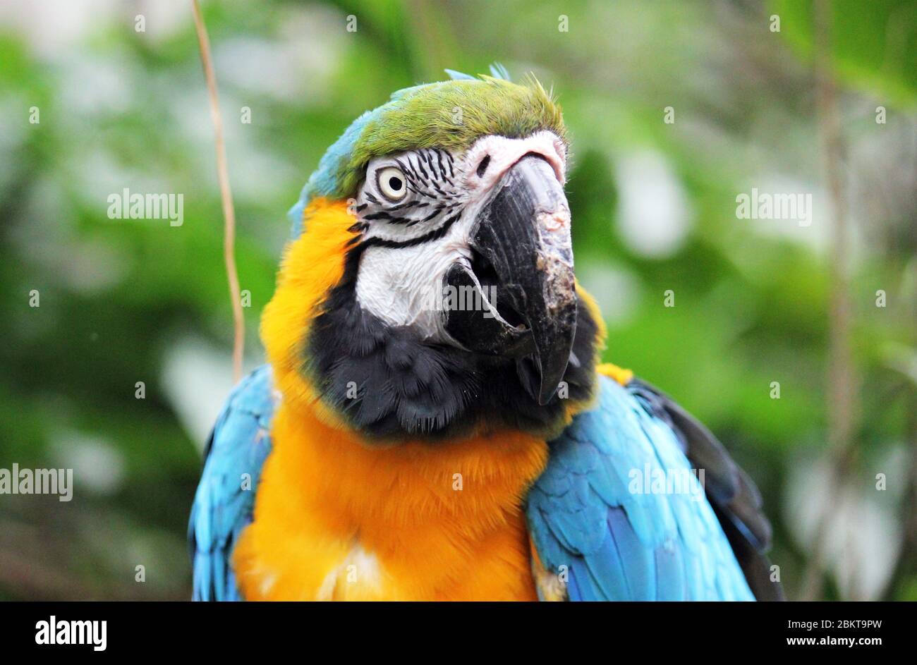 macaw parrot blue and yellow gold bird close up stock photo Stock Photo ...