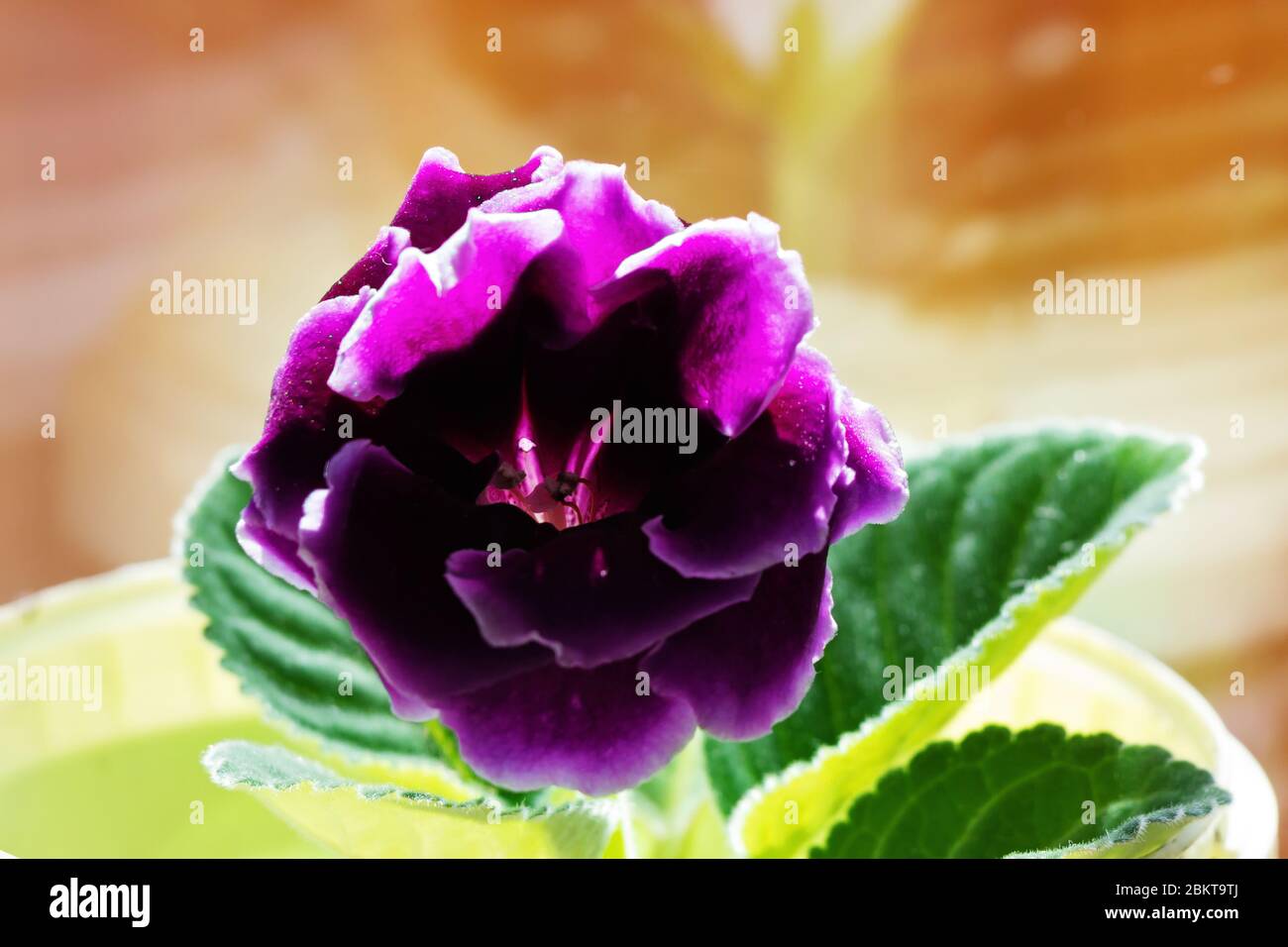 Violet gloxinia hi-res stock photography and images - Alamy