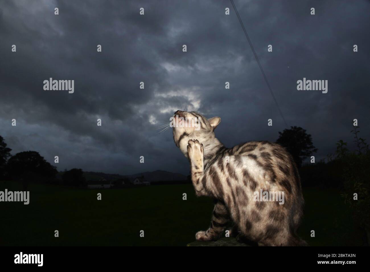 Stormy the cat hi-res stock photography and images - Alamy