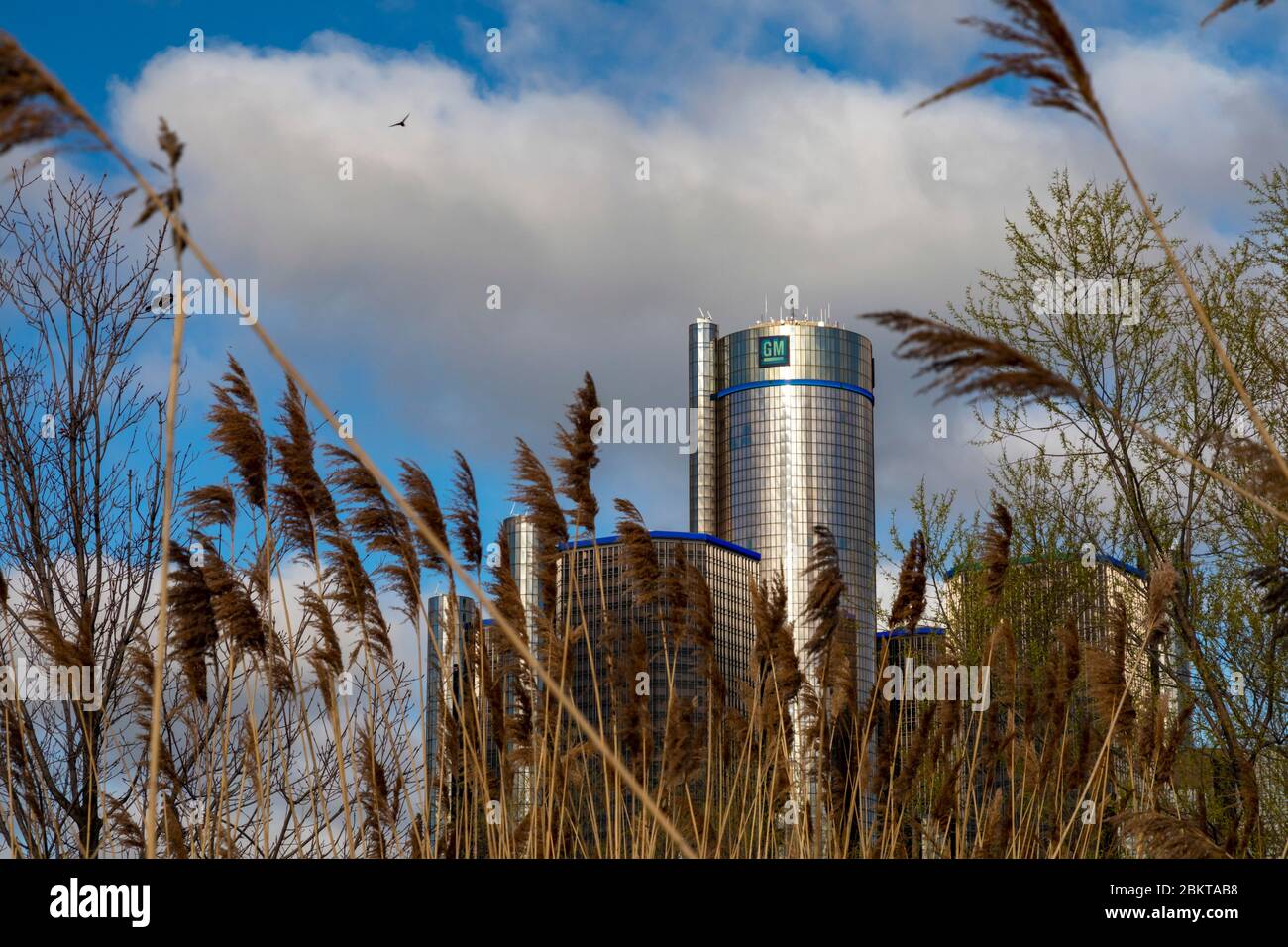 Detroit, Michigan - Phragmites (Phragmites australis), an invasive ...