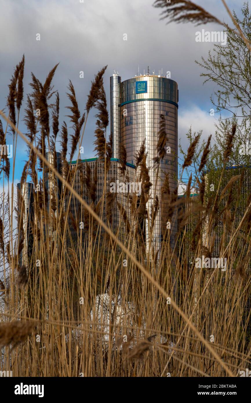 Detroit, Michigan - Phragmites (Phragmites australis), an invasive ...