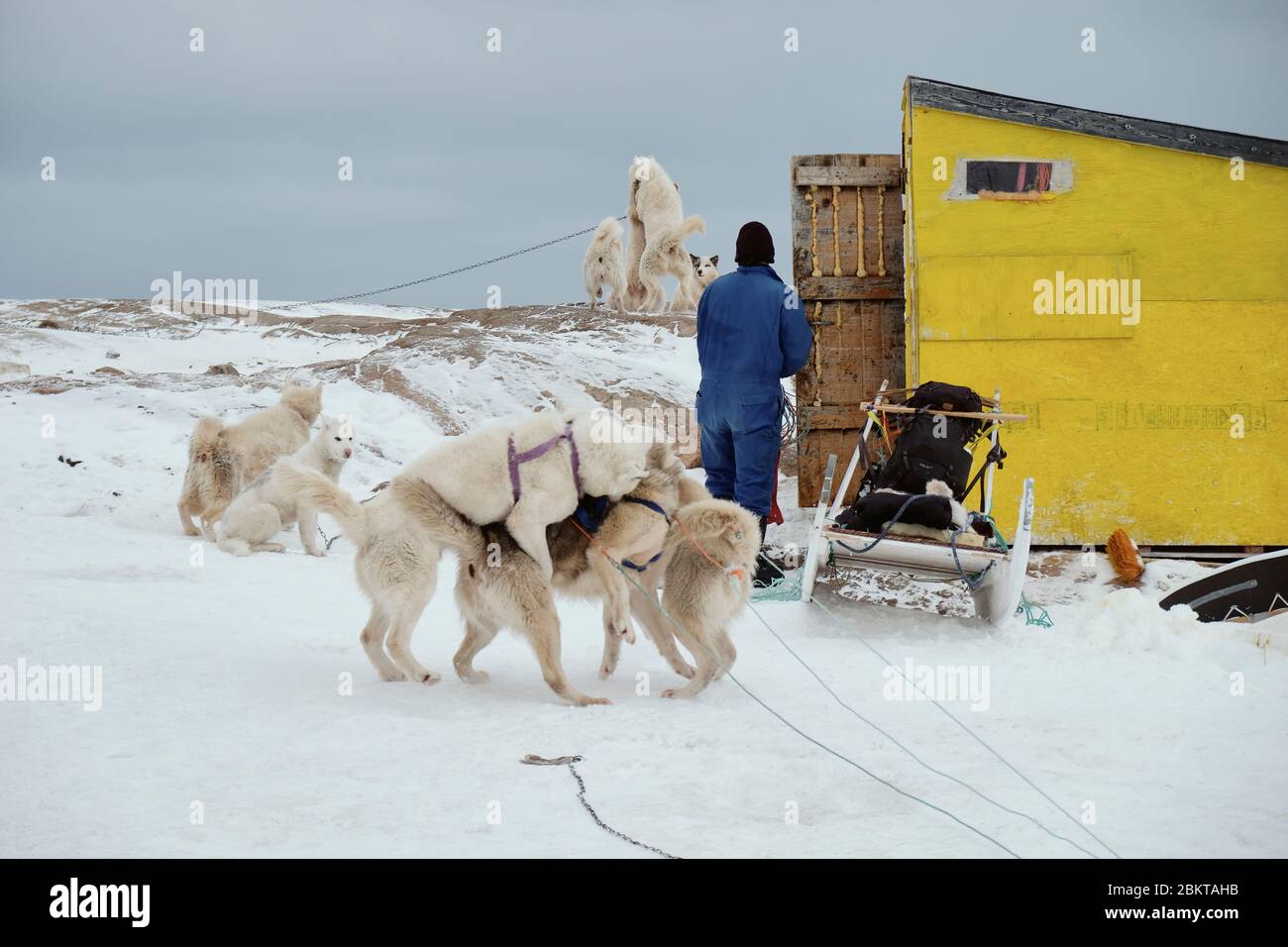 Man in blue coverall rigging up sled dogs to sled Stock Photo - Alamy