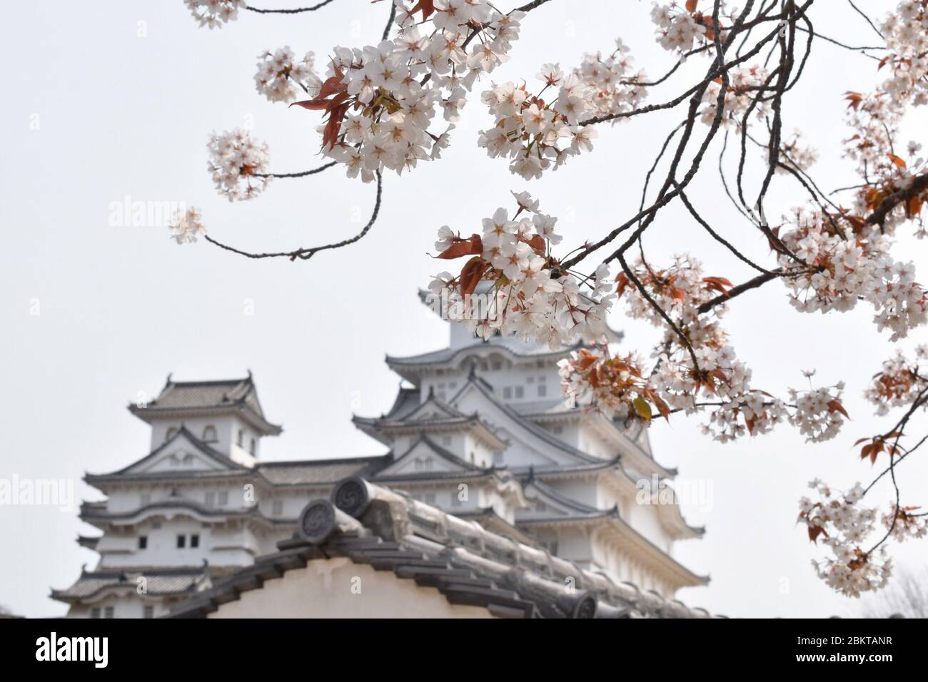 Sakura in front of Himeji-jo castle, one of the few original castles ...
