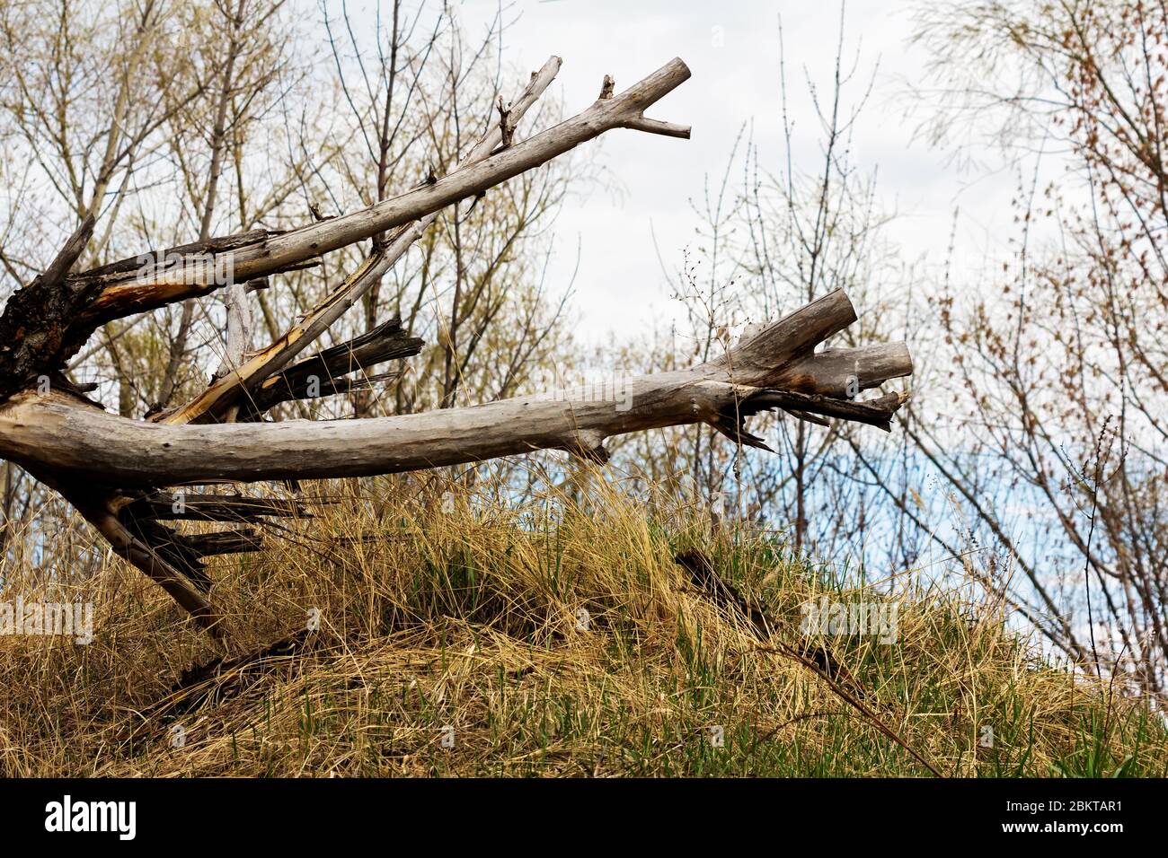 Fallen dry tree hi-res stock photography and images - Alamy