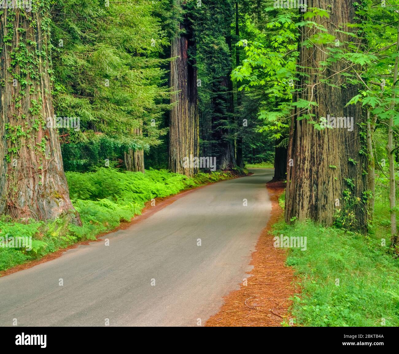 Redwood lined park hi-res stock photography and images - Alamy