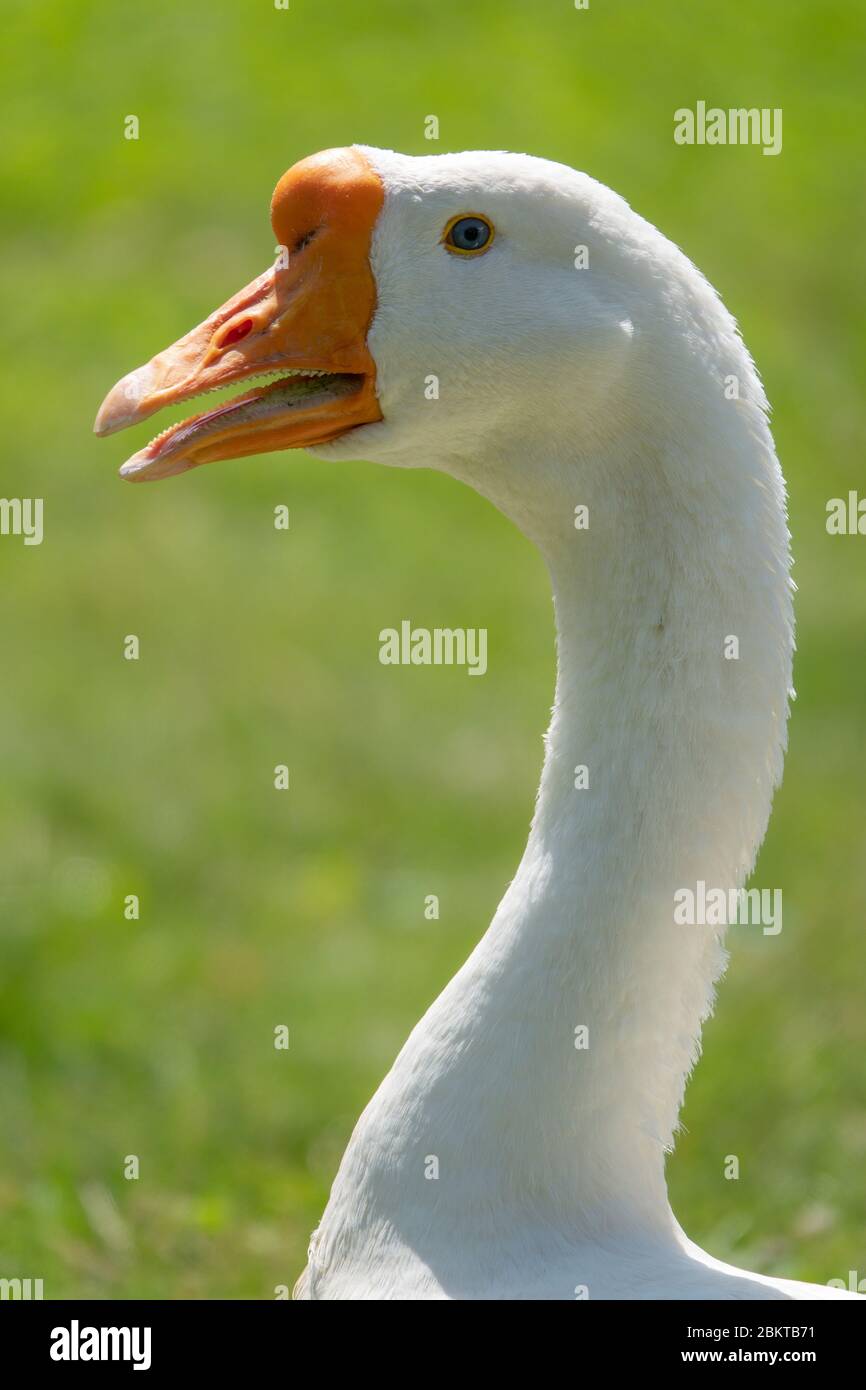 Grey goos hi-res stock photography and images - Alamy