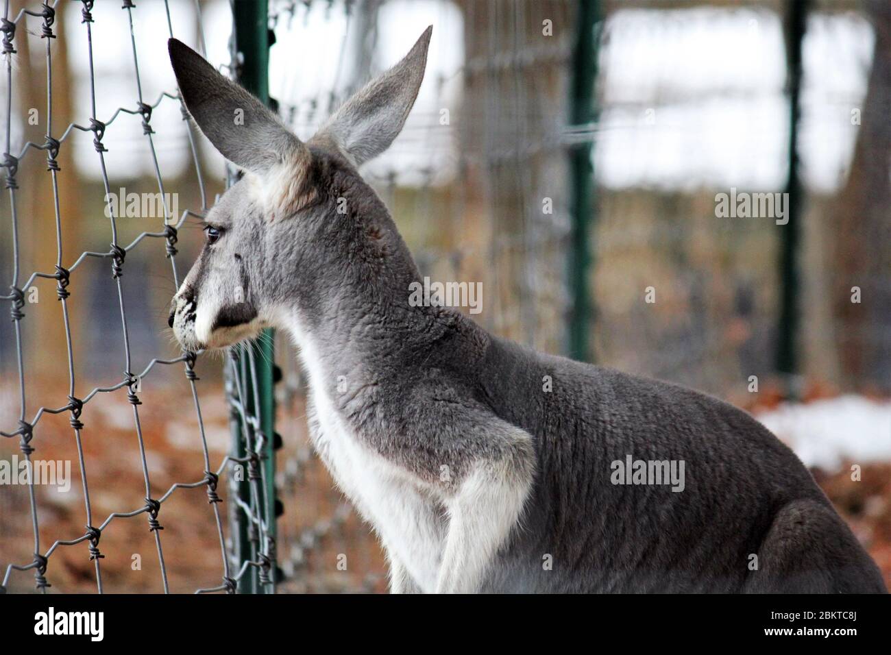 sad Eastern grey Kangaroos in cage looking through wire fence Stock ...