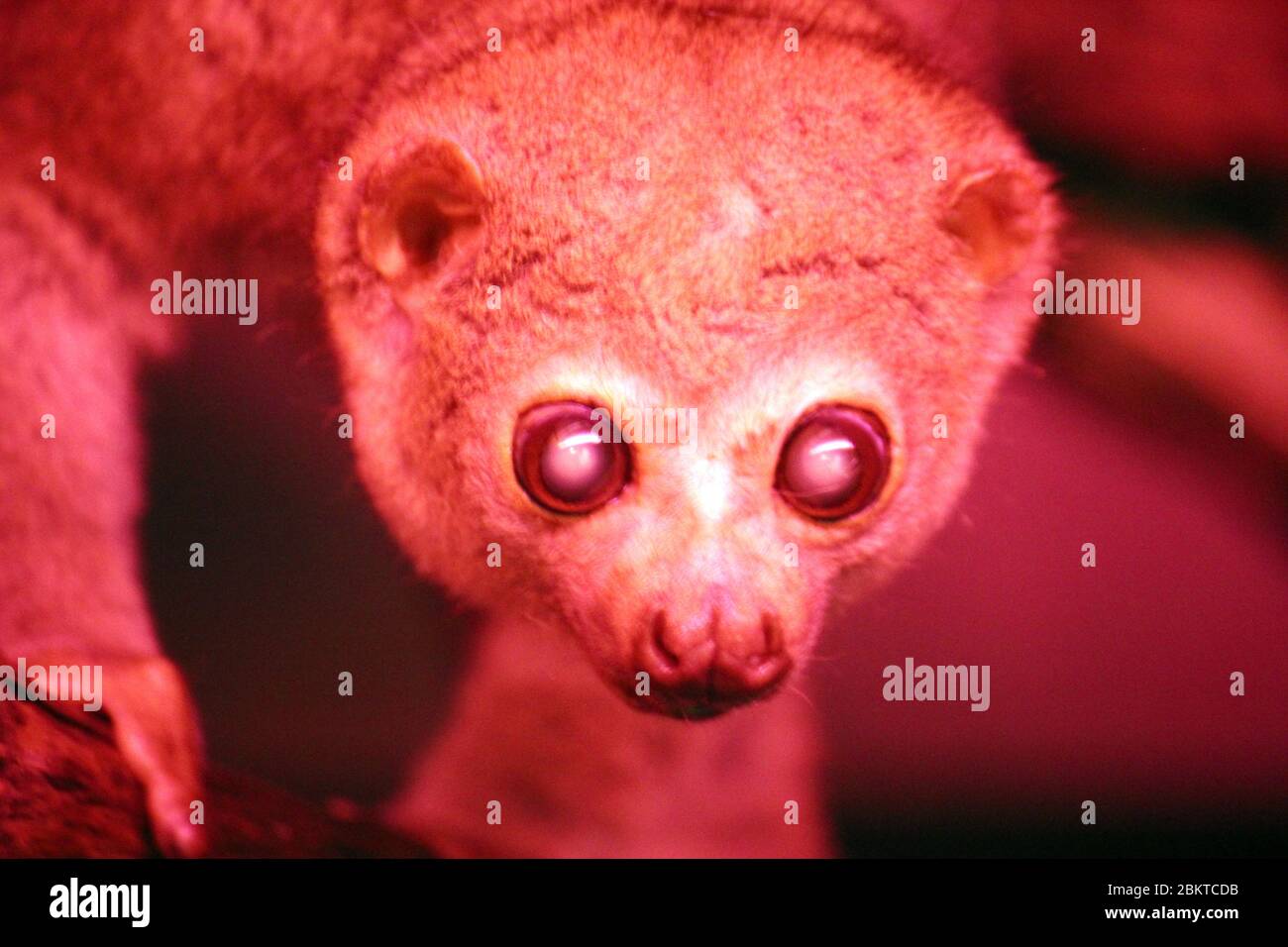 potto (Perodicticus potto) a rare strepsirrhine primate of the family ...