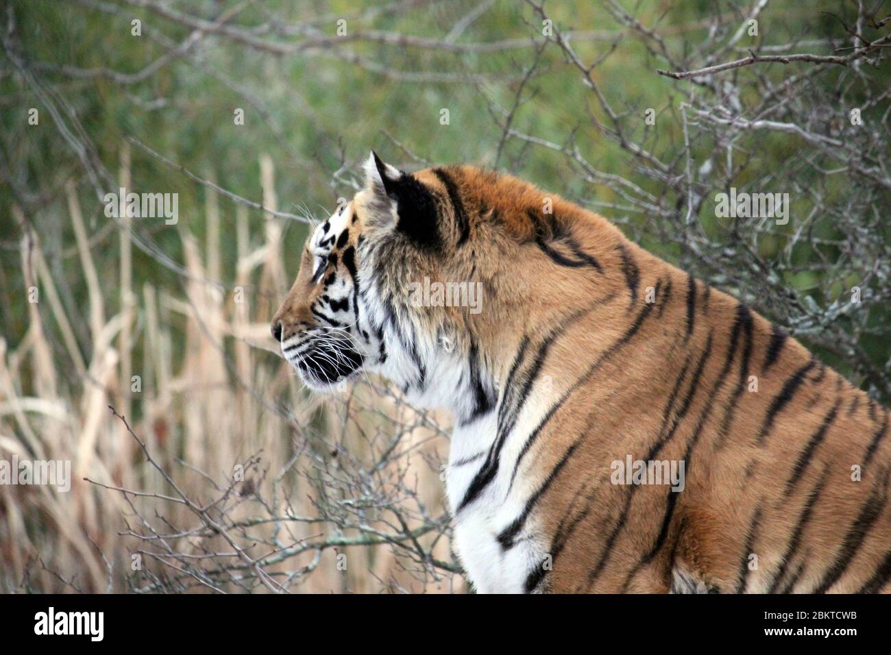 Bengal tiger with trees behind -Also known as the Indian Tiger, the ...