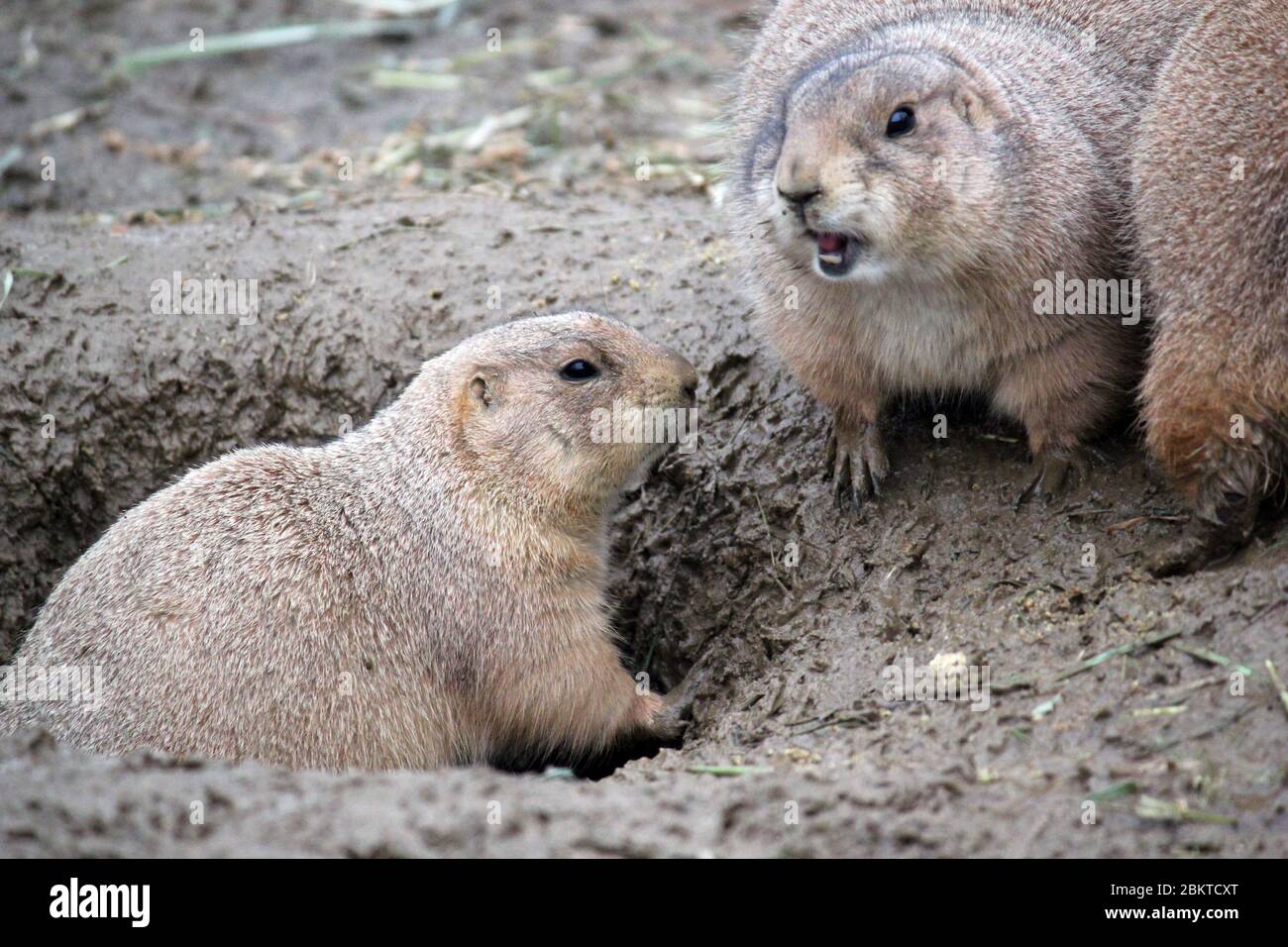 Prairie dogs in burrows rodents native to the grasslands of North ...