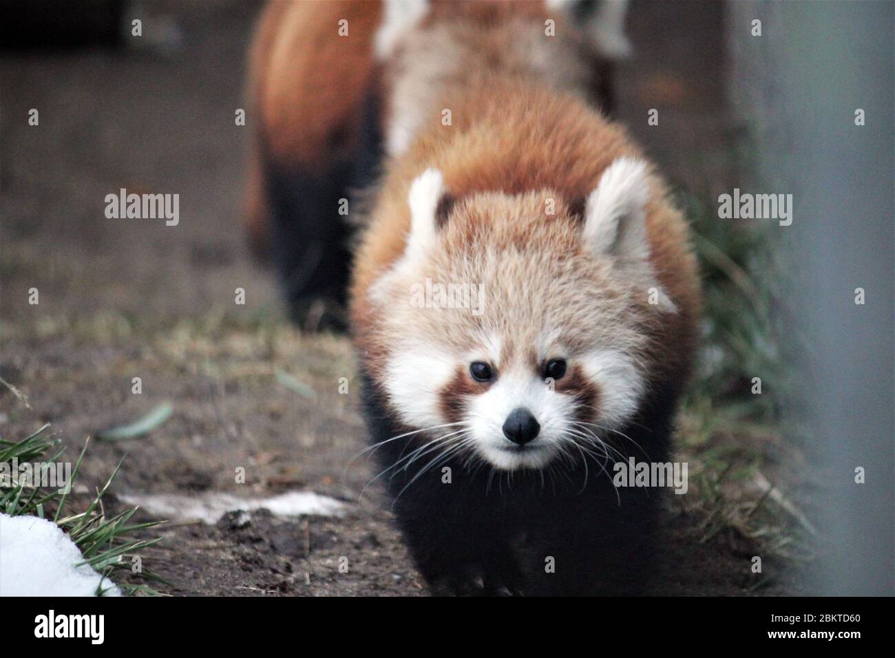 red panda is and endangered mammal animal from South China and East ...