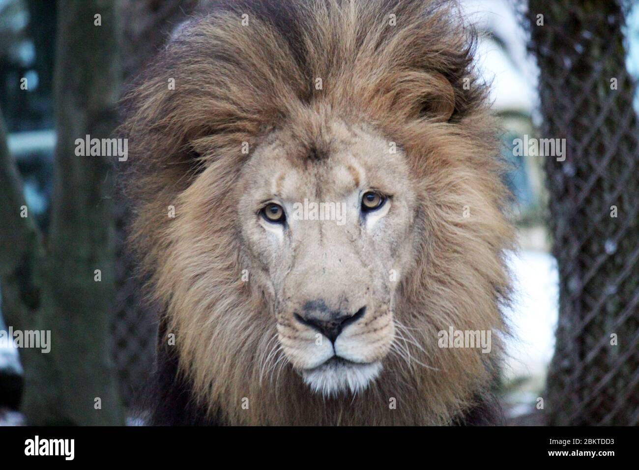 lion head male closeup with mane native to africa -stock photo Stock ...