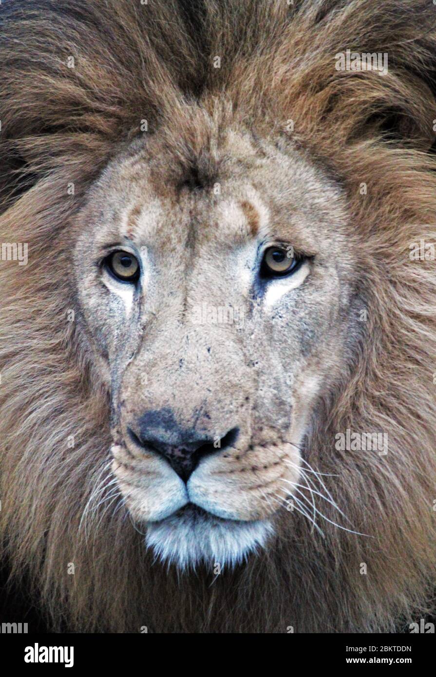 lion head male closeup with mane native to africa -stock photo Stock ...