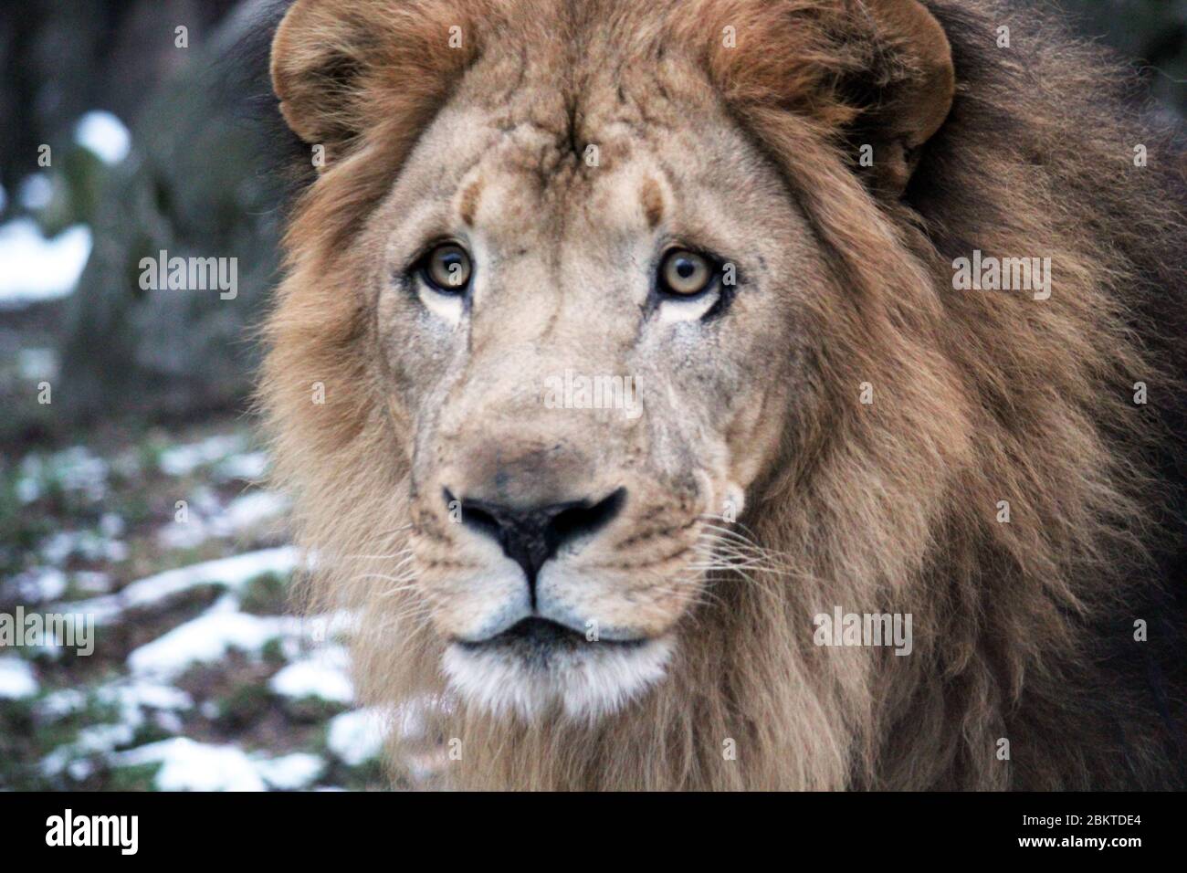 lion head male closeup with mane native to africa -stock photo Stock ...