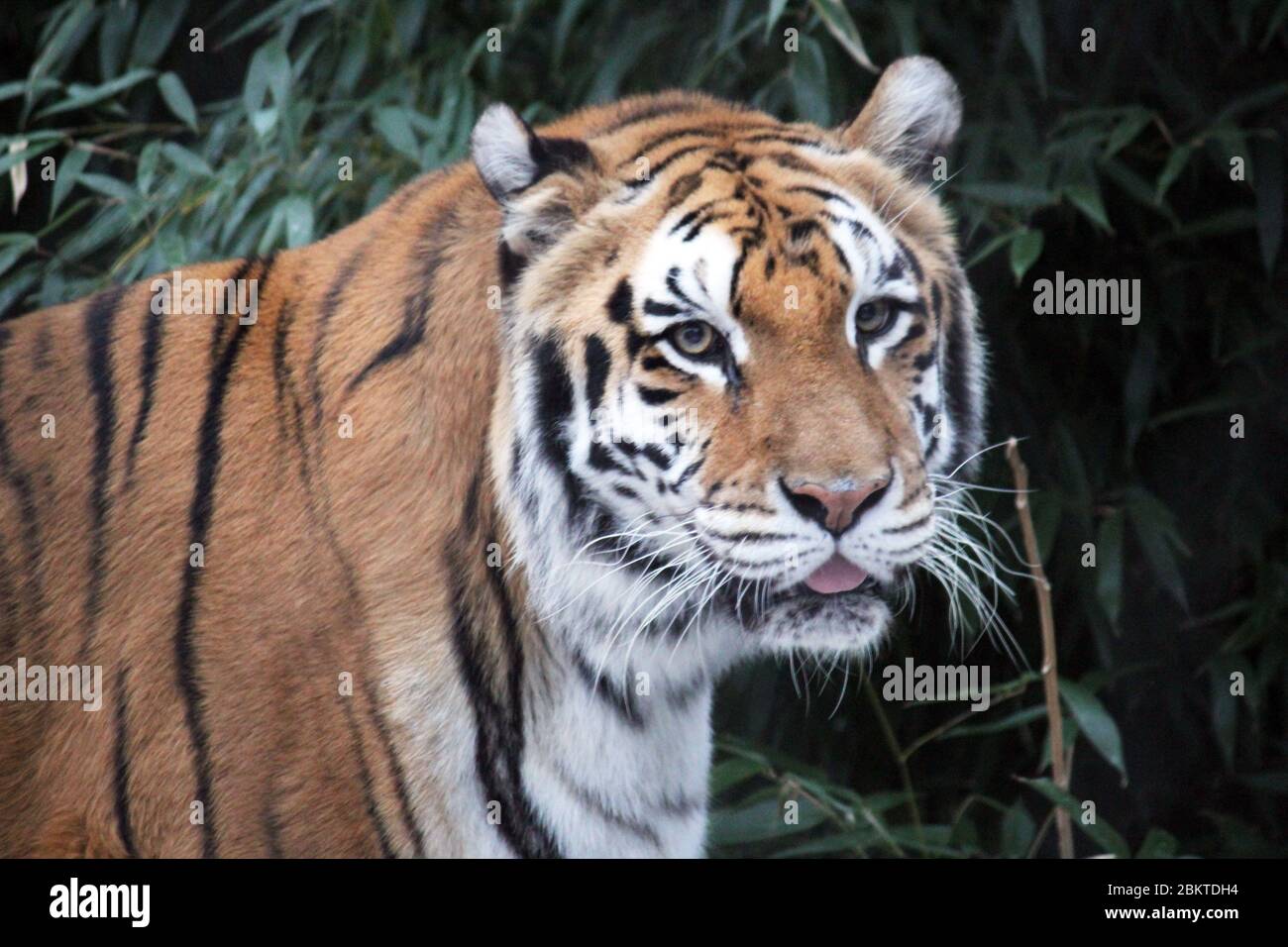 Bengal tiger with trees behind -Also known as the Indian Tiger, the ...
