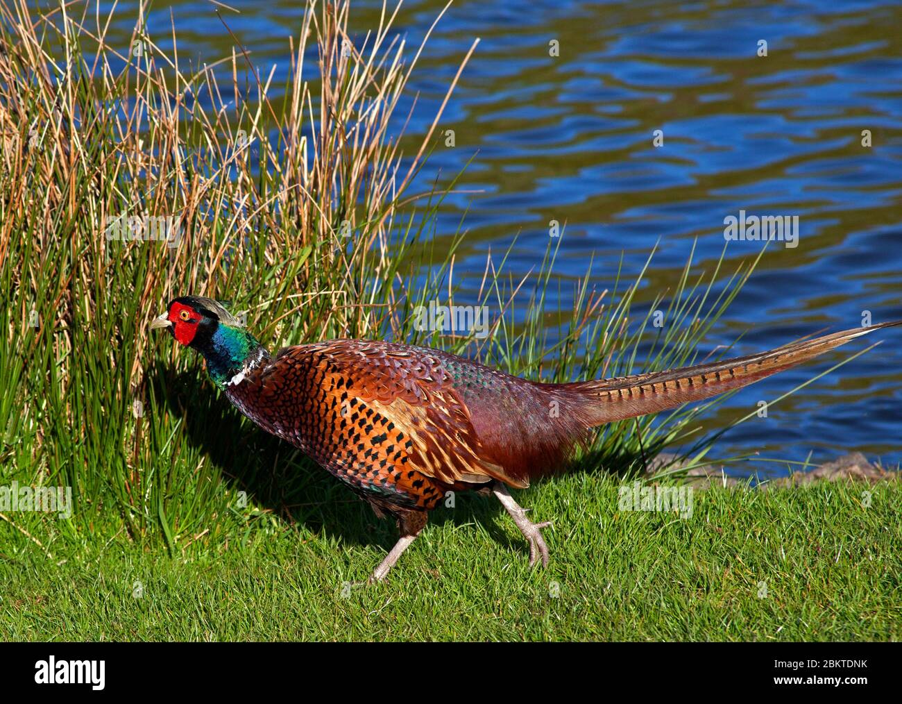 Pheasant holyrood park edinburgh hi-res stock photography and images ...