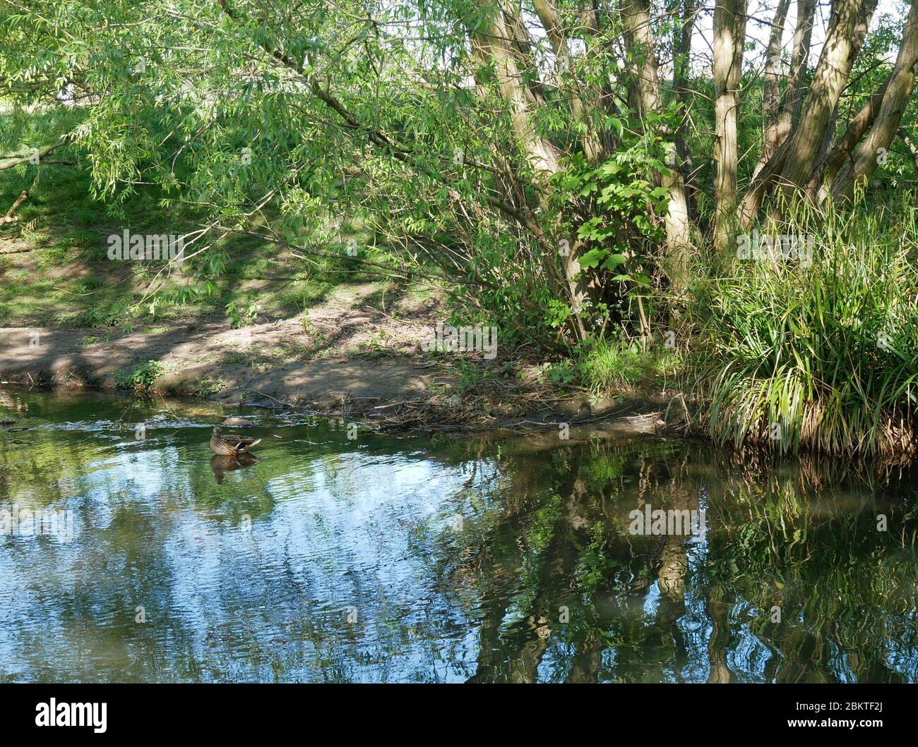 The River Pool between Lower Sydenham and Catford, South East London ...