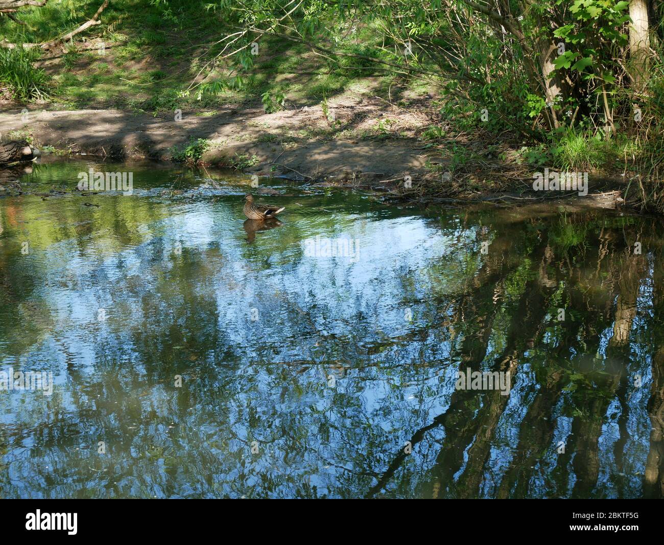 The River Pool between Lower Sydenham and Catford, South East London ...