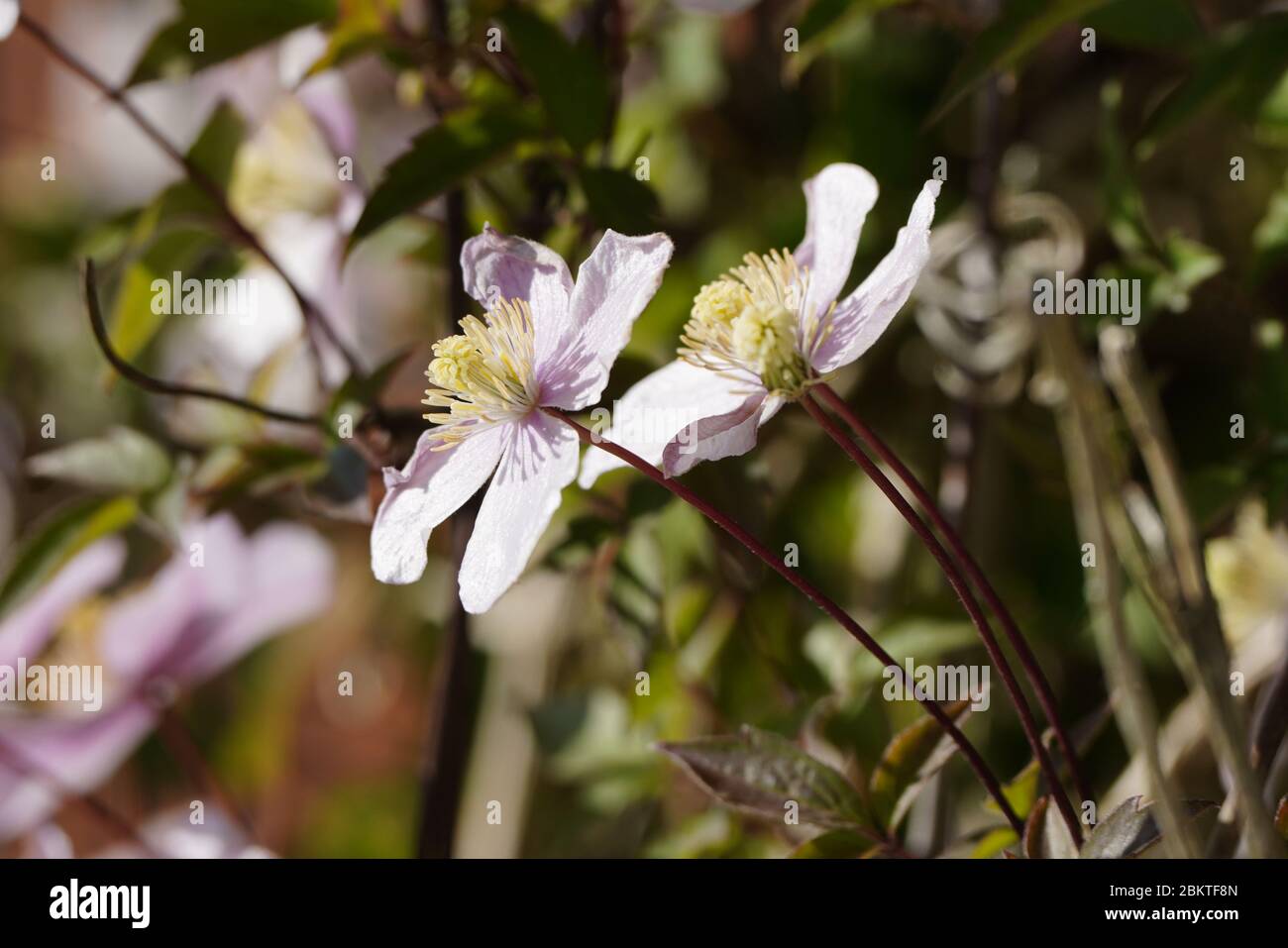 Clematis roots hi-res stock photography and images - Alamy