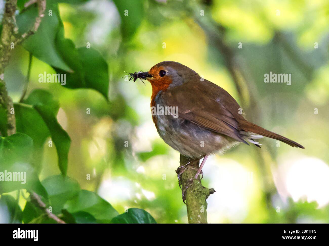 Robin with an insect Stock Photo - Alamy
