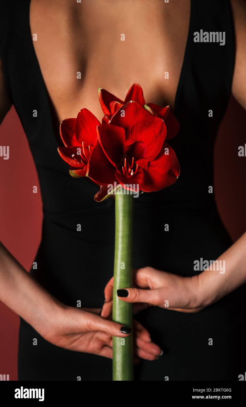 girl in a black dress on a red background holds a hippeastrum Ferrari ...