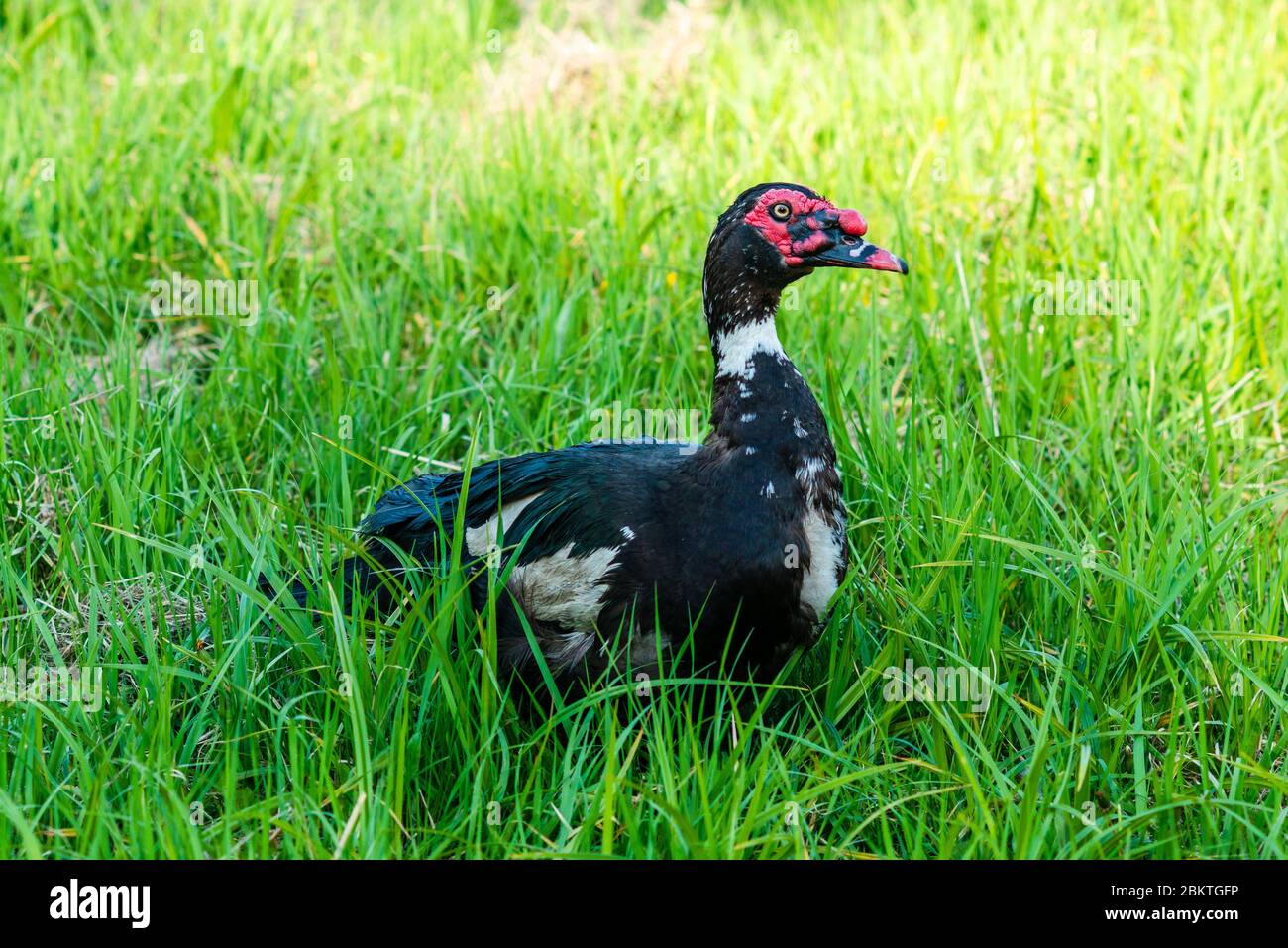 Big fat duck hi-res stock photography and images - Alamy
