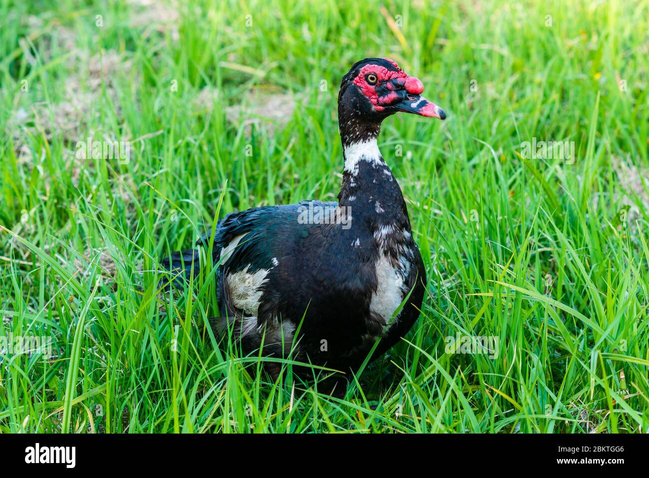 Big fat duck hi-res stock photography and images - Alamy