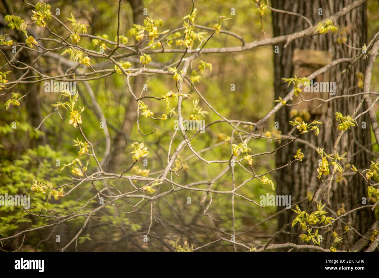 Springtime trees blooming hi-res stock photography and images - Alamy